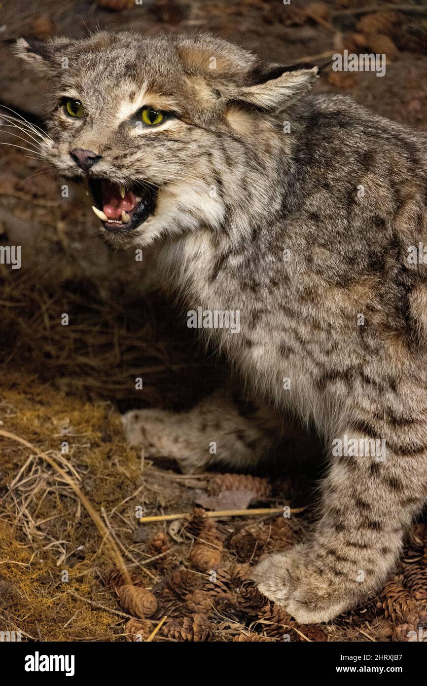 Open mouth bobcat hi-res stock photography and images - Alamy