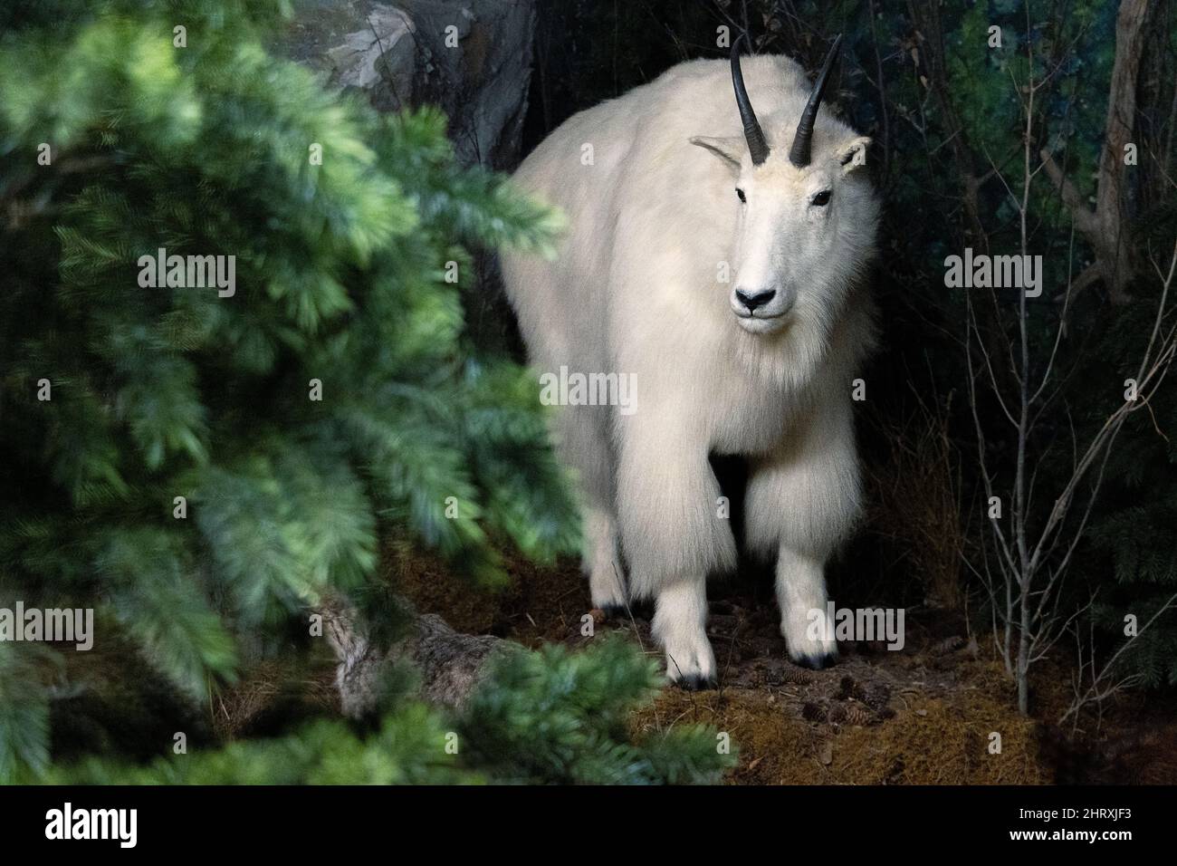 white mountain goat on dark background with tree Stock Photo - Alamy