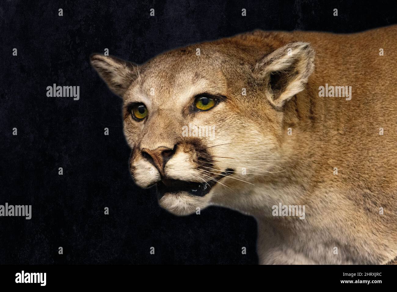 Cougar face hi-res stock photography and images - Alamy