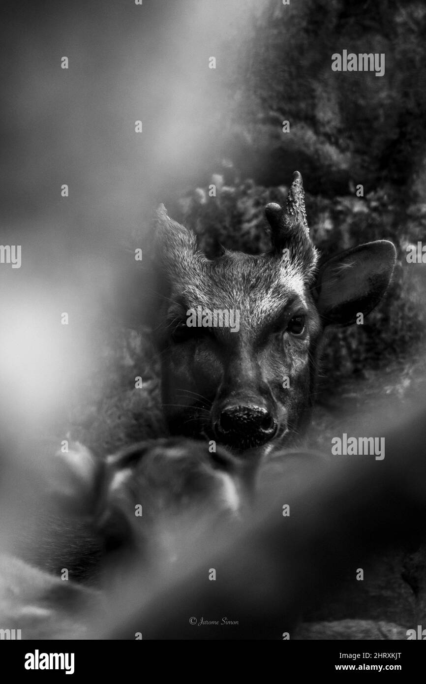 Endangered deer Black and White Stock Photos & Images - Alamy