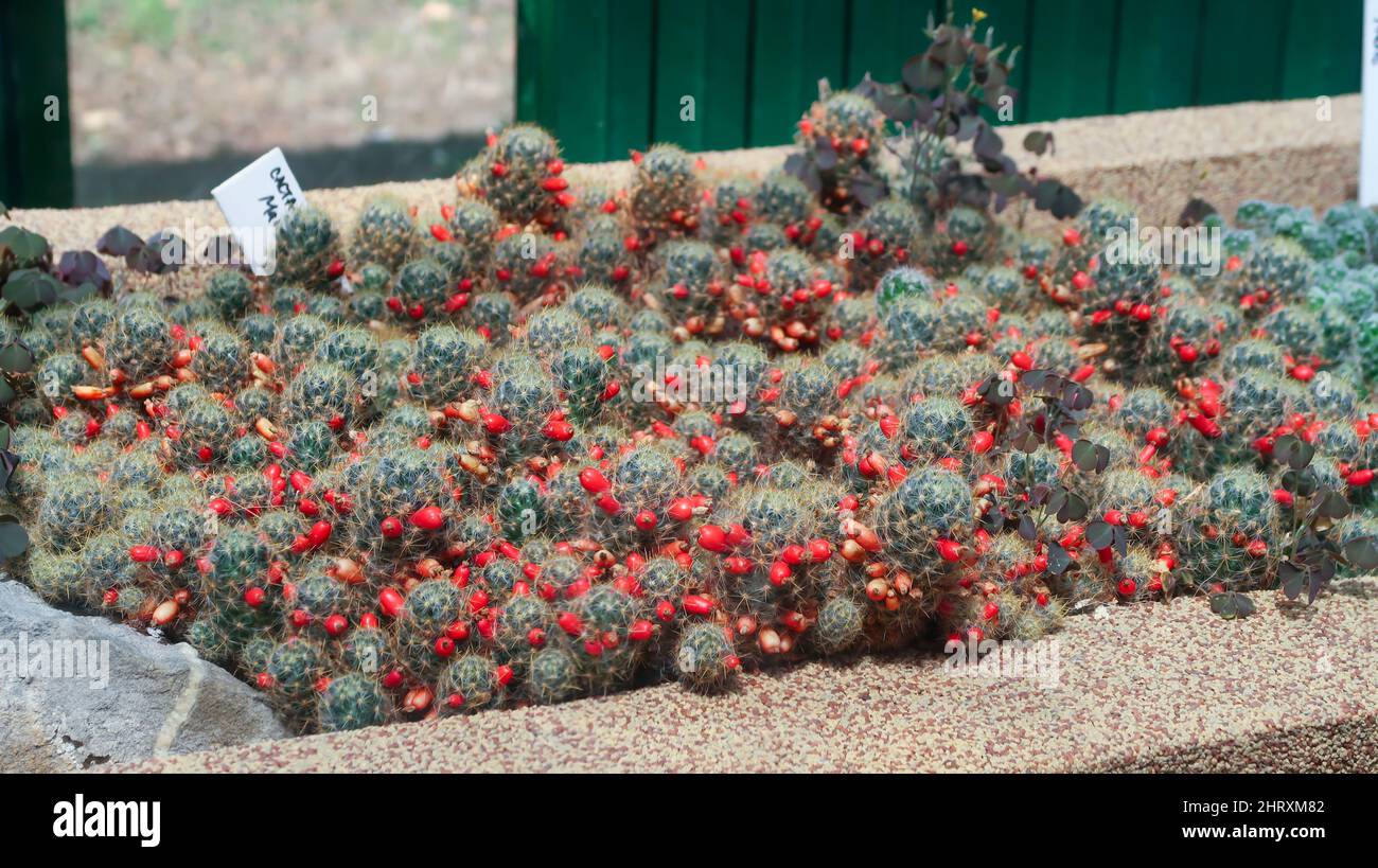 Plants exhibition in the Botanical Garden Stock Photo - Alamy