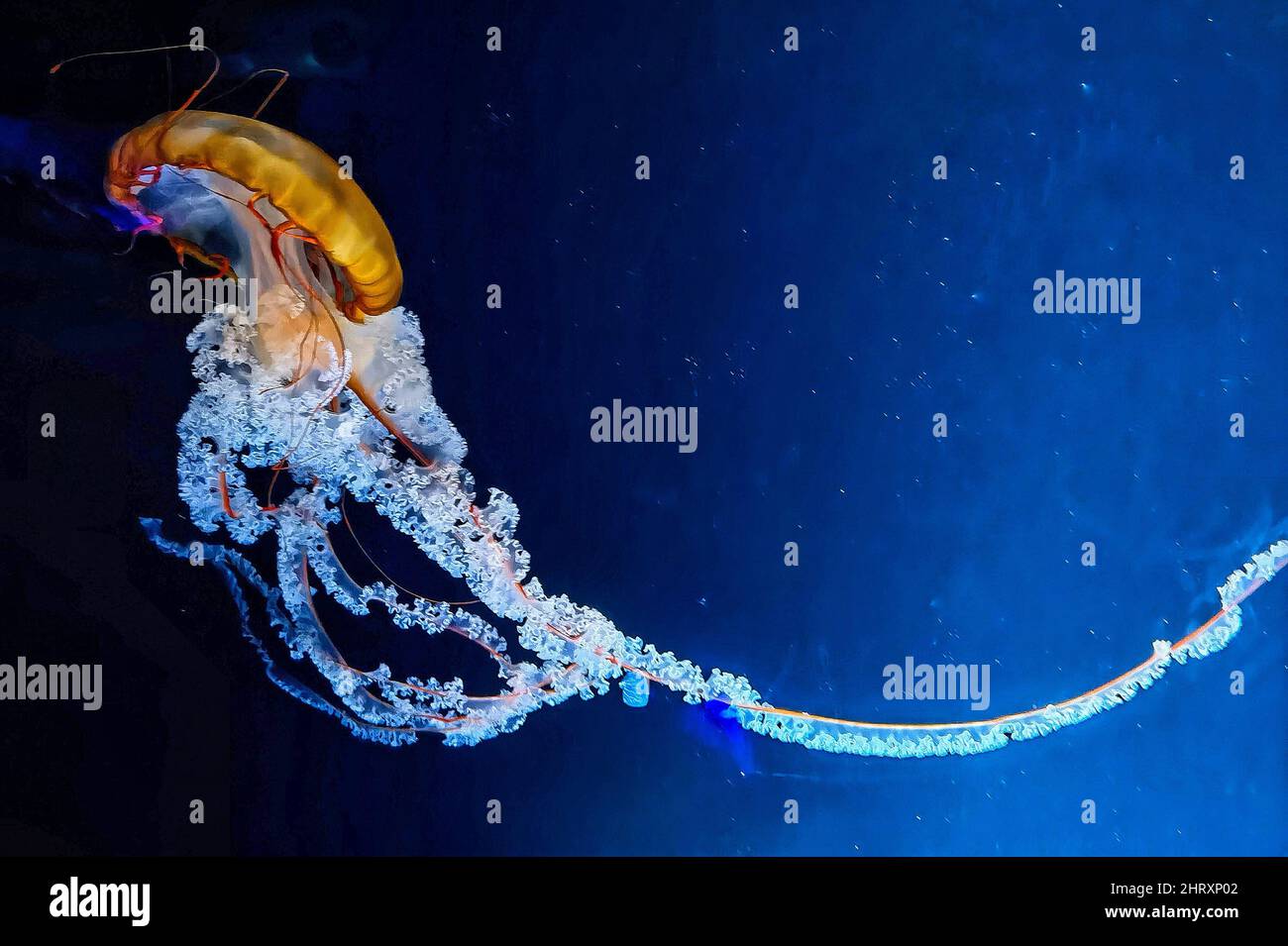 Closeup shot jellyfish yellow hi-res stock photography and images - Alamy