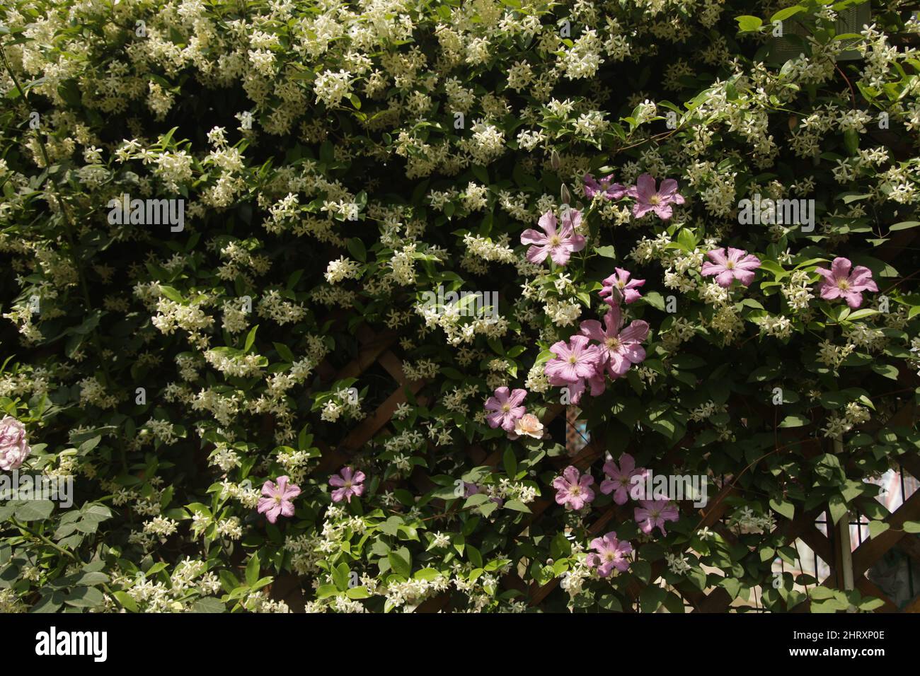 Top view of beautiful garden flowers Stock Photo - Alamy