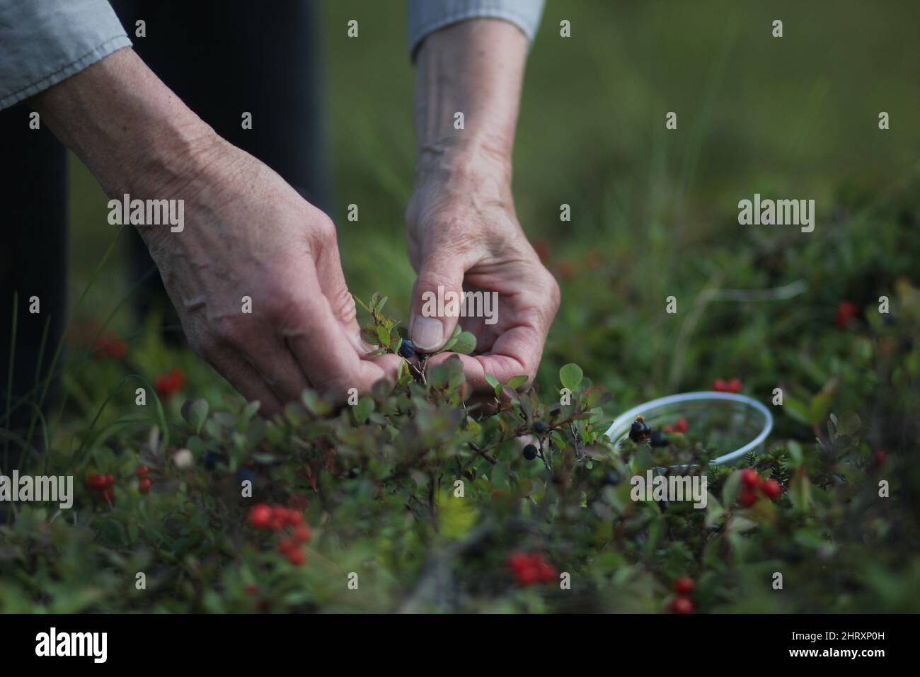 Grandma picking berries from the ground Stock Photo - Alamy