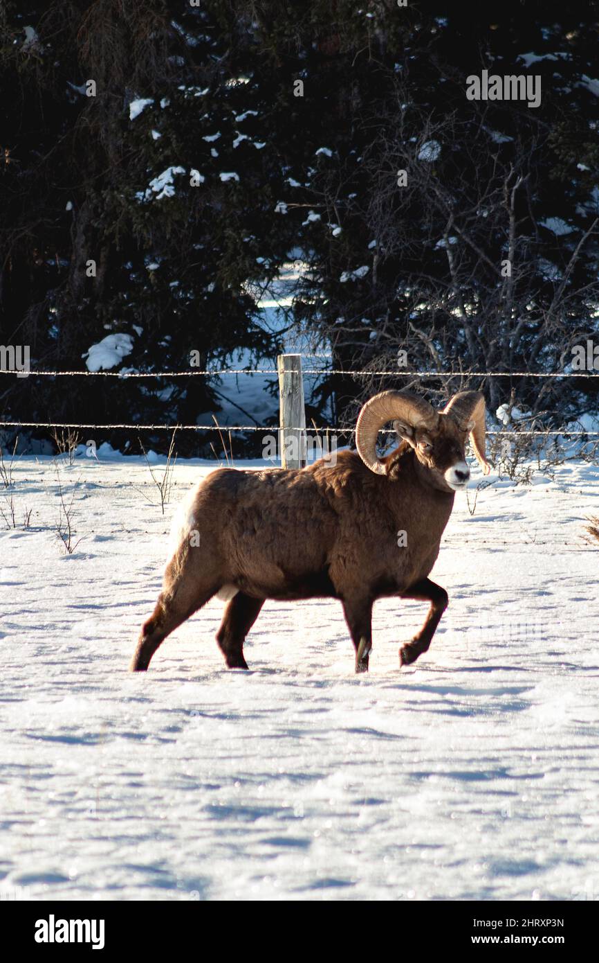 RAM bighorn sheep in snow Stock Photo - Alamy