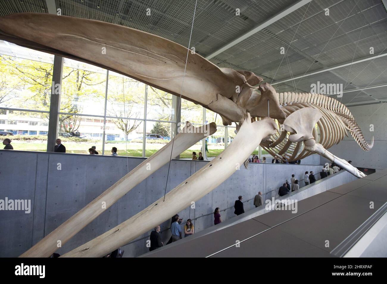 People look on as Canada's largest blue whale skeleton is unveiled at ...