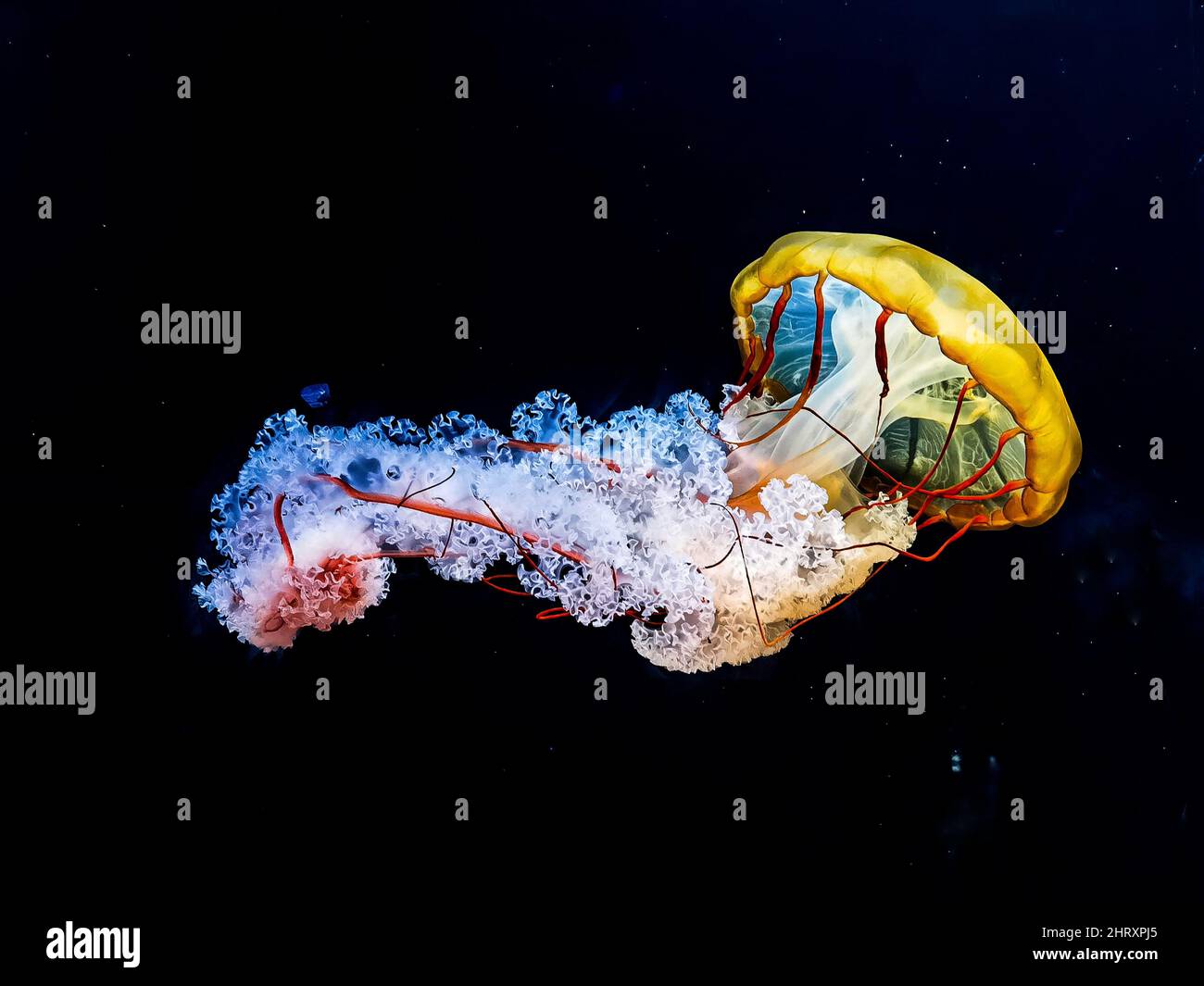 Acaleph hi-res stock photography and images - Alamy