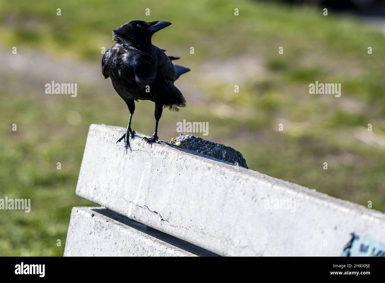 Crow park bench hi-res stock photography and images - Alamy