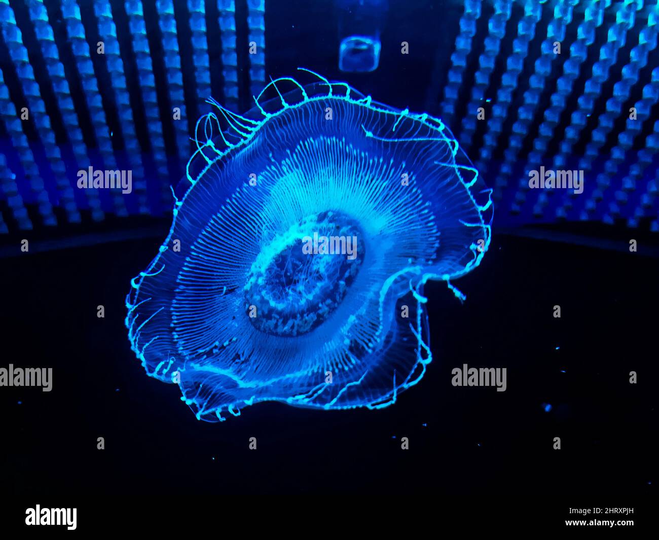 Closeup shot of a blue Jellyfish medusa. The aurelia acaleph Stock ...