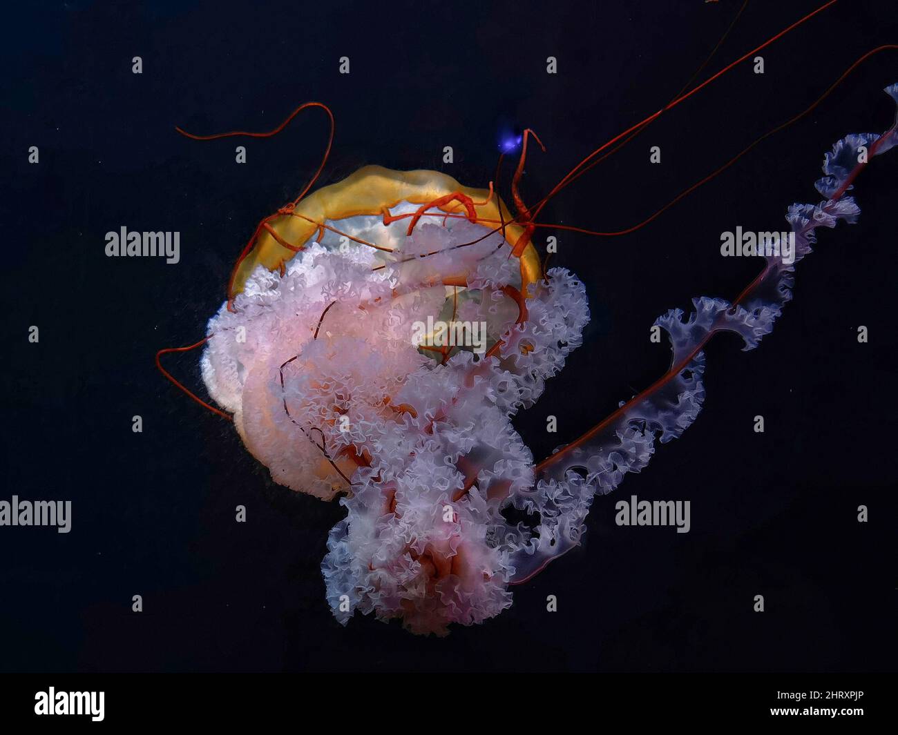 Acaleph hi-res stock photography and images - Alamy