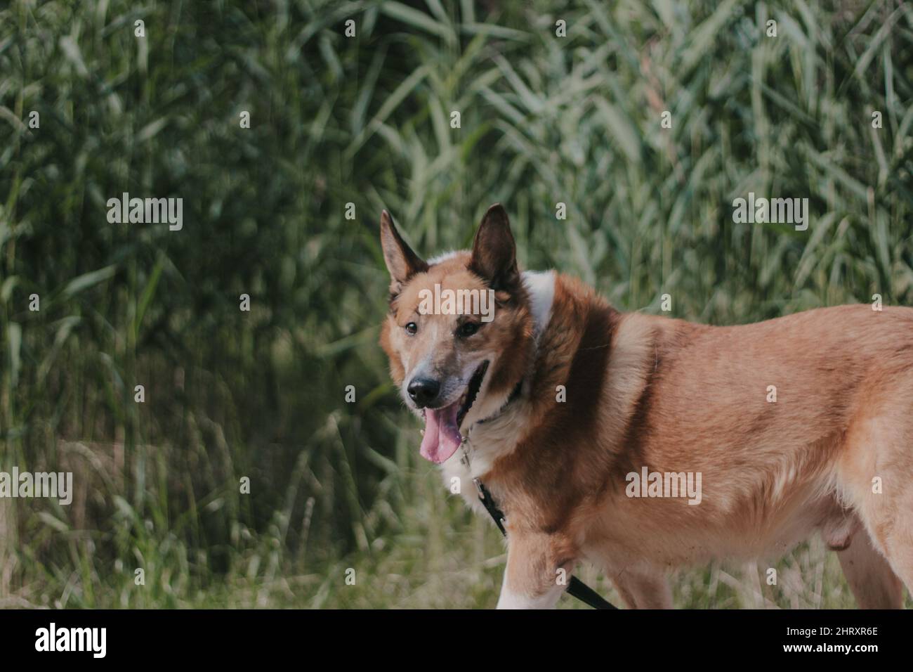 White and orange ginger dog on a walk in a field Stock Photo - Alamy