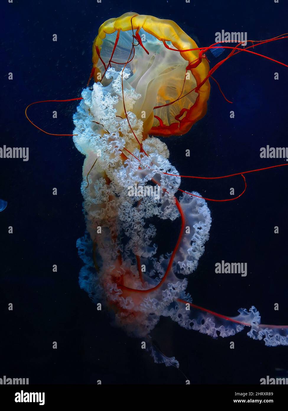 Vertical shot of a Jellyfish medusa. The aurelia acaleph Stock Photo ...