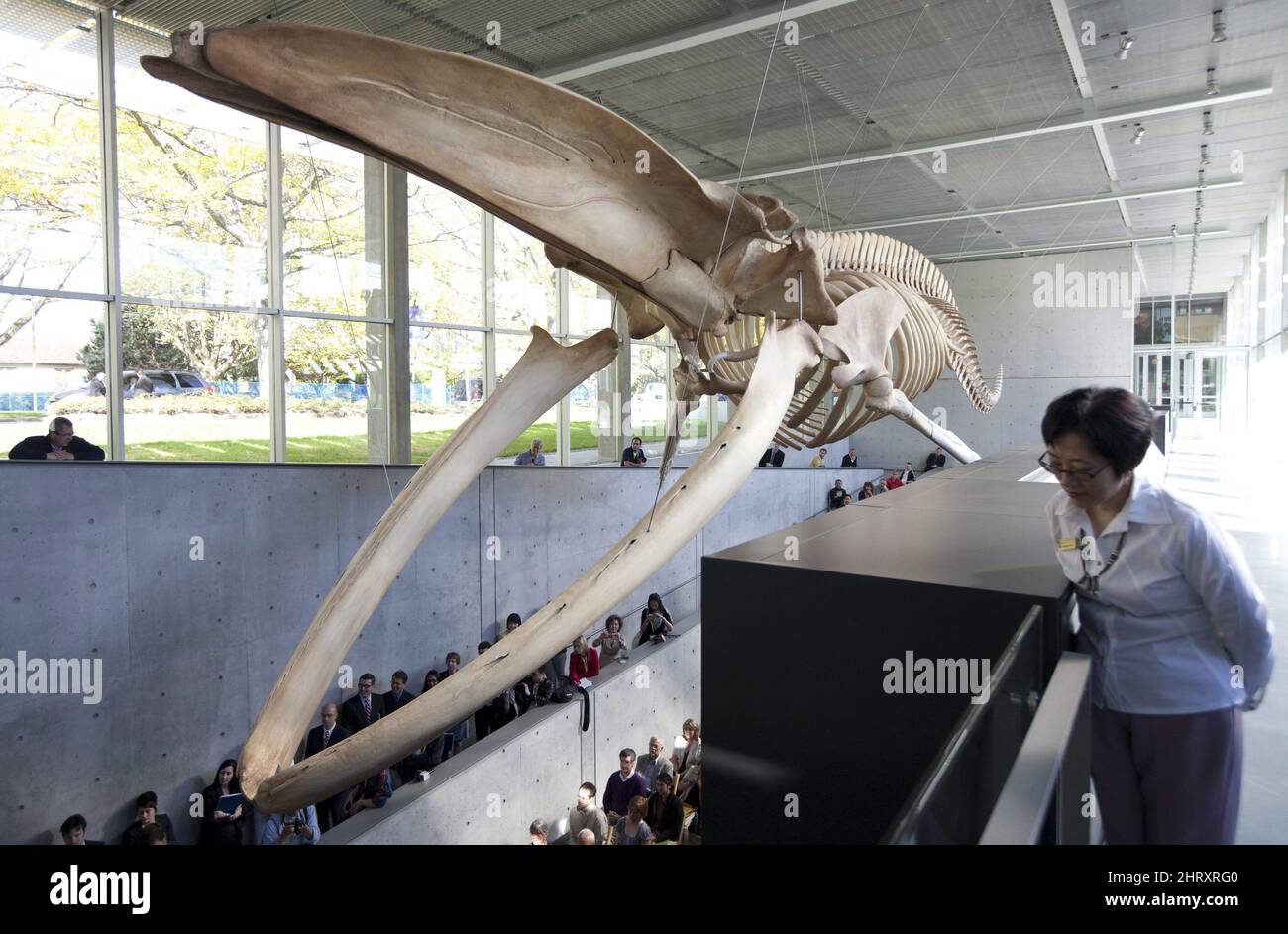 People look on as Canada's largest blue whale skeleton is unveiled at ...