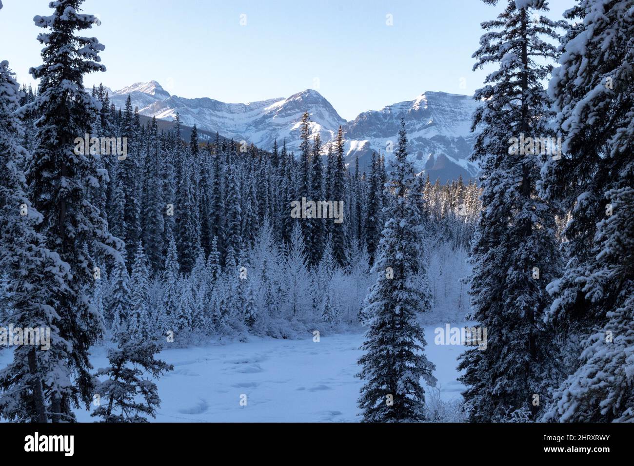 black and white snow covered trees with mountains Stock Photo - Alamy