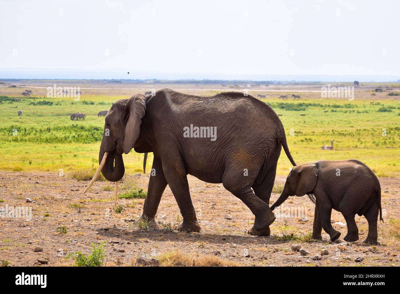 Closeup of Mama and baby elephant walking together in the wild Stock ...