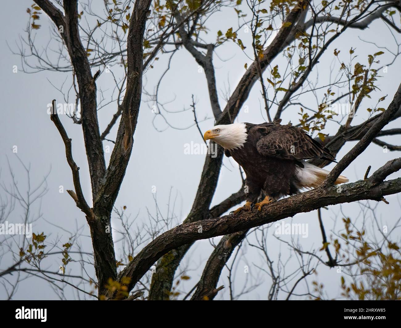 Low angle shot of a bald eagle in Staten Island Stock Photo - Alamy