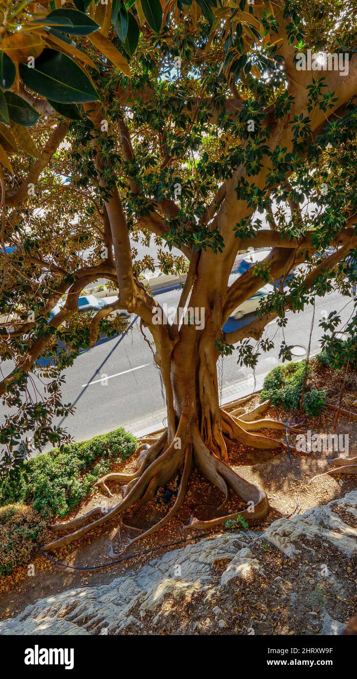 Vertical photo of an old tree on the side of the road Stock Photo - Alamy