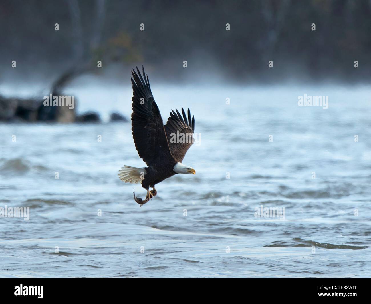 Bald eagle with a catch at Conowingo, Maryland Stock Photo - Alamy