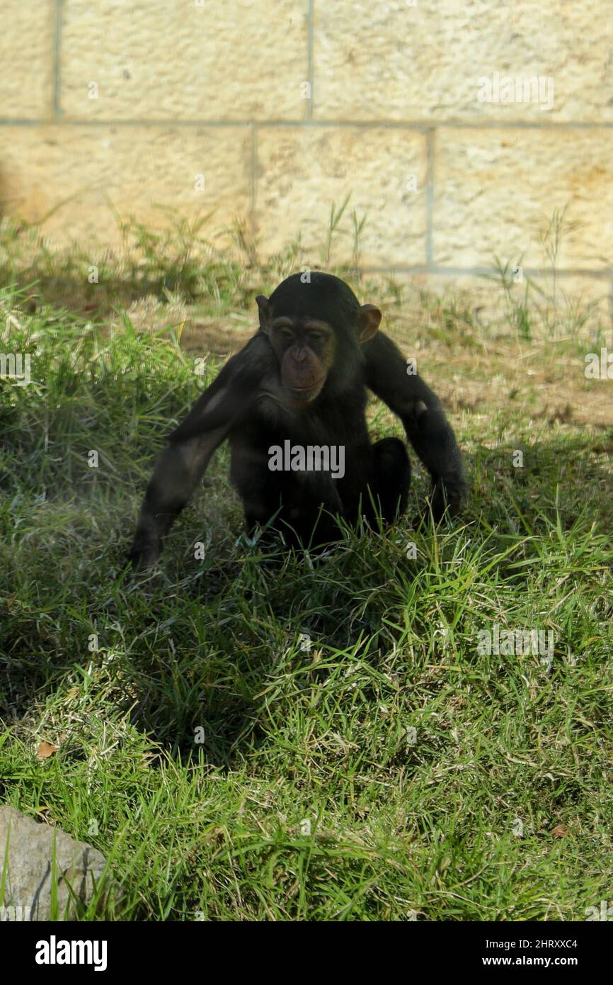 Chimpanzee cute expression zoo hi-res stock photography and images - Alamy