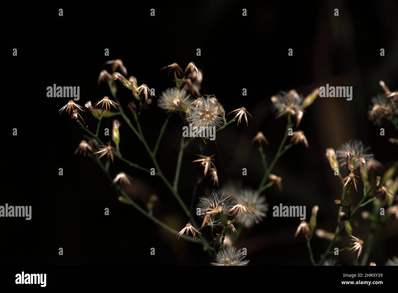 Dark forest blue flowers hi-res stock photography and images - Alamy