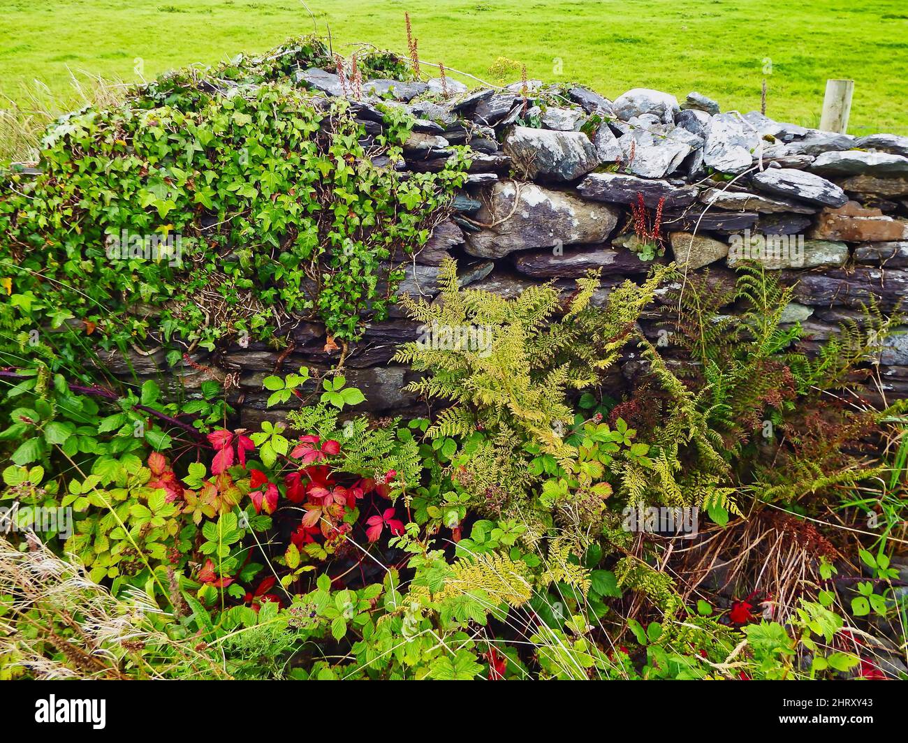 typical green overgrown stone wall in Ireland Stock Photo - Alamy