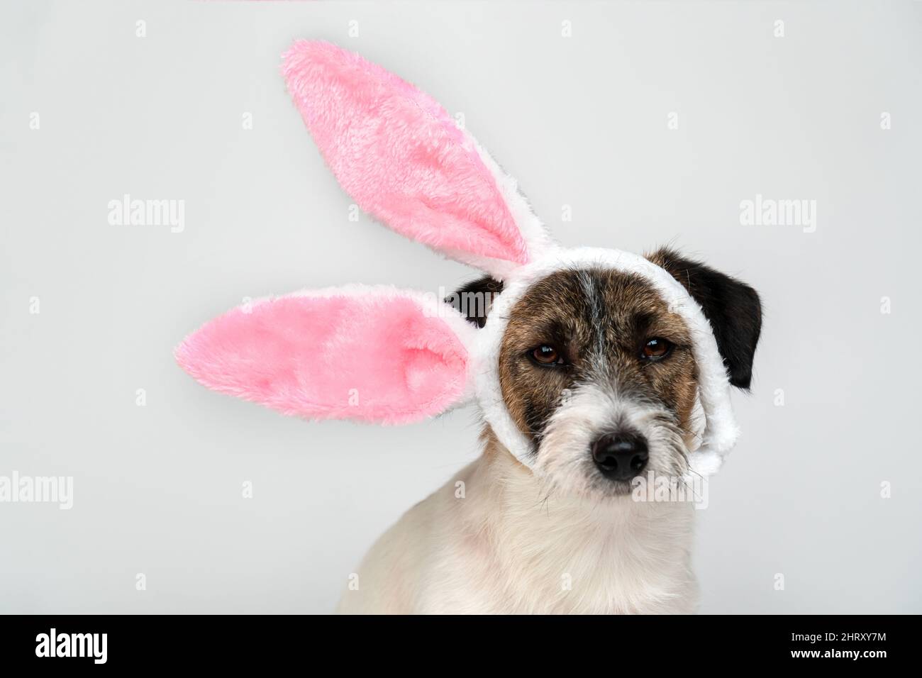 Jack Russell terrier dog in bunny ears lies next to Easter chickens in ...