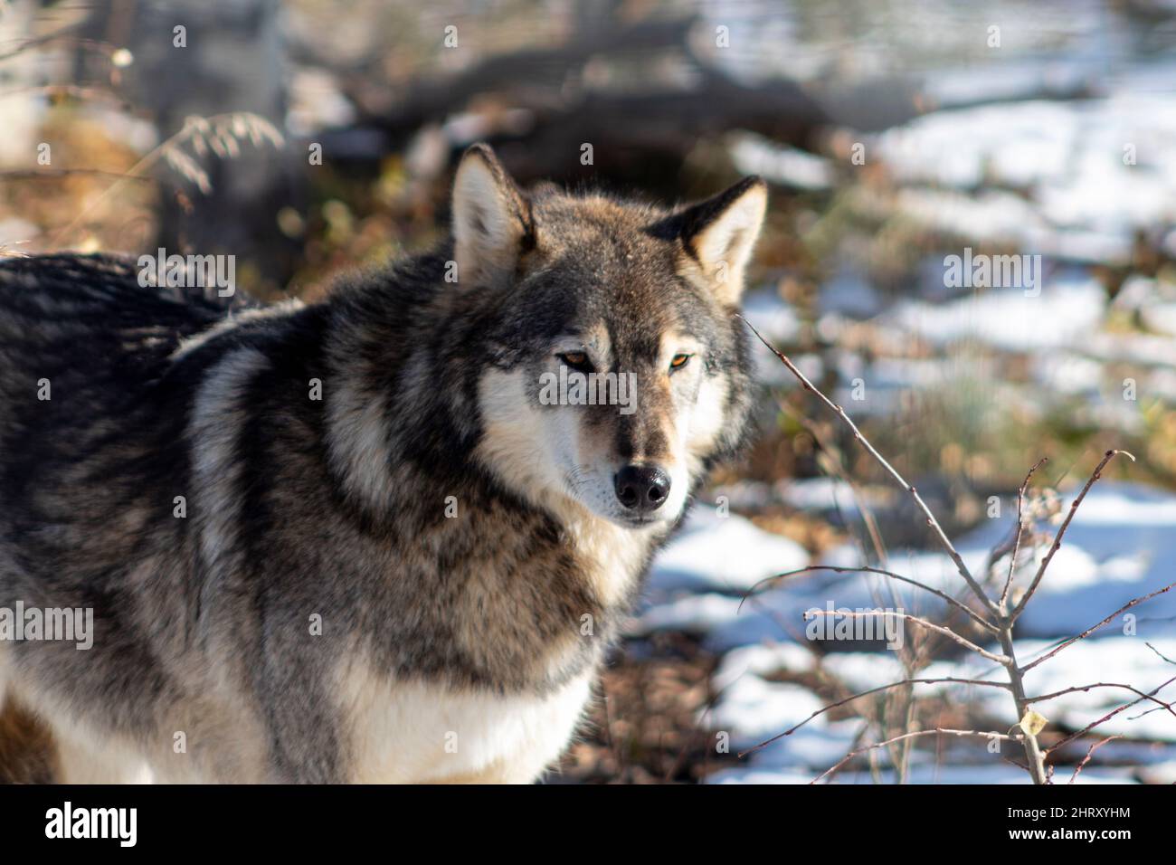 grey wolf dog close up portrait Stock Photo - Alamy