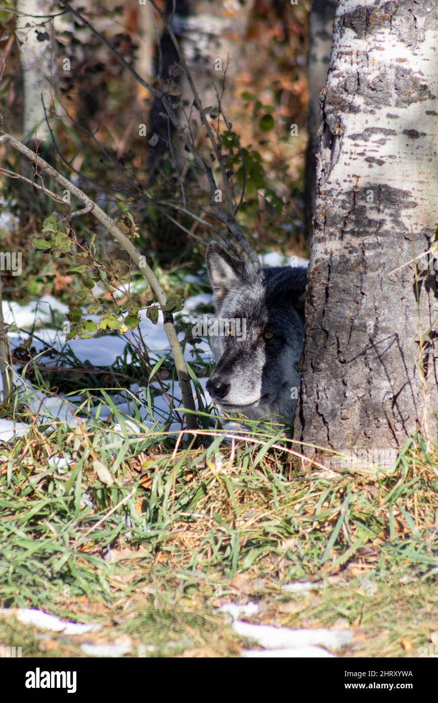 old wolf dog hiding in trees Stock Photo - Alamy