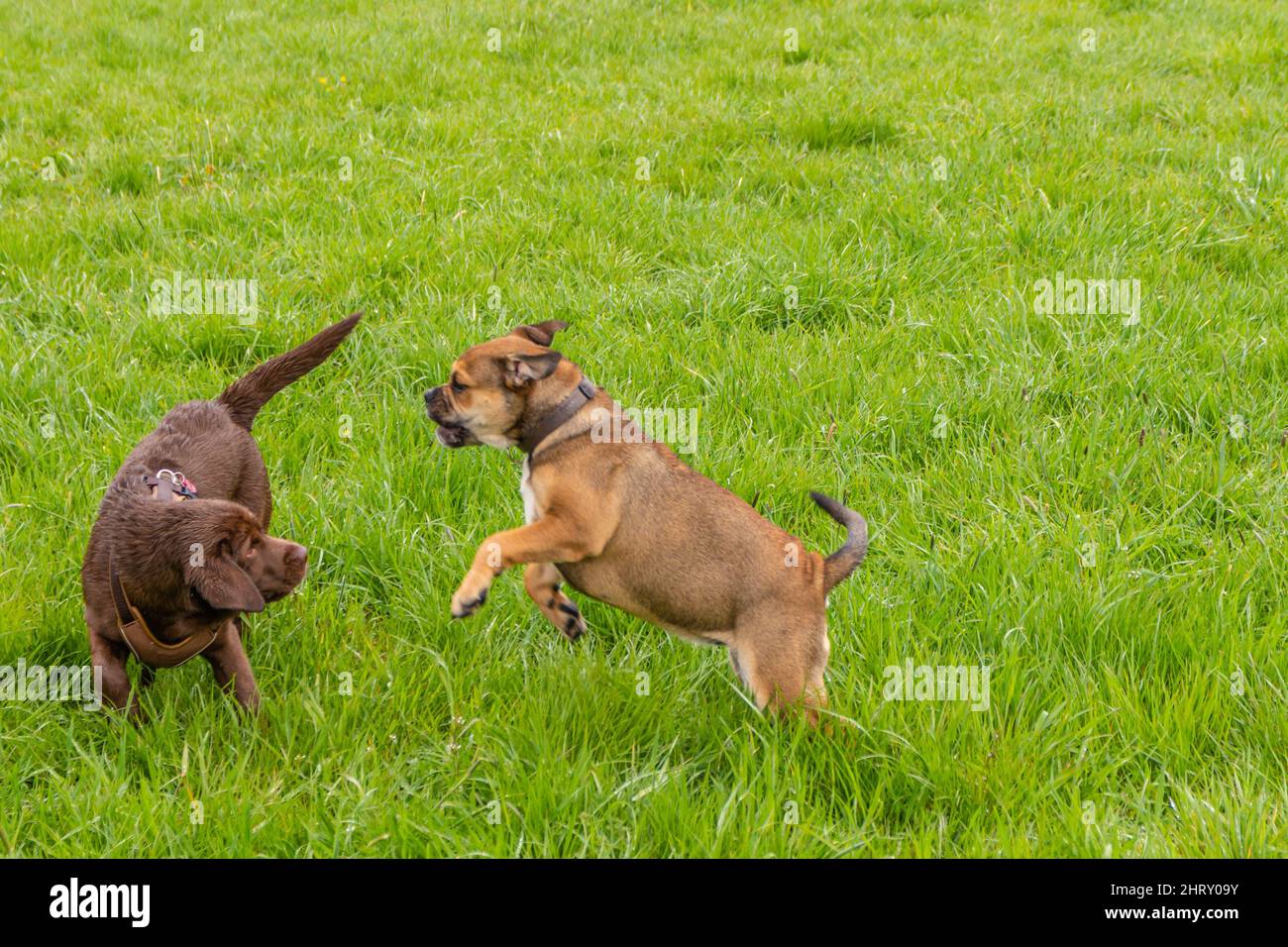 Funny scene with two dogs playing together in the open air Stock Photo ...