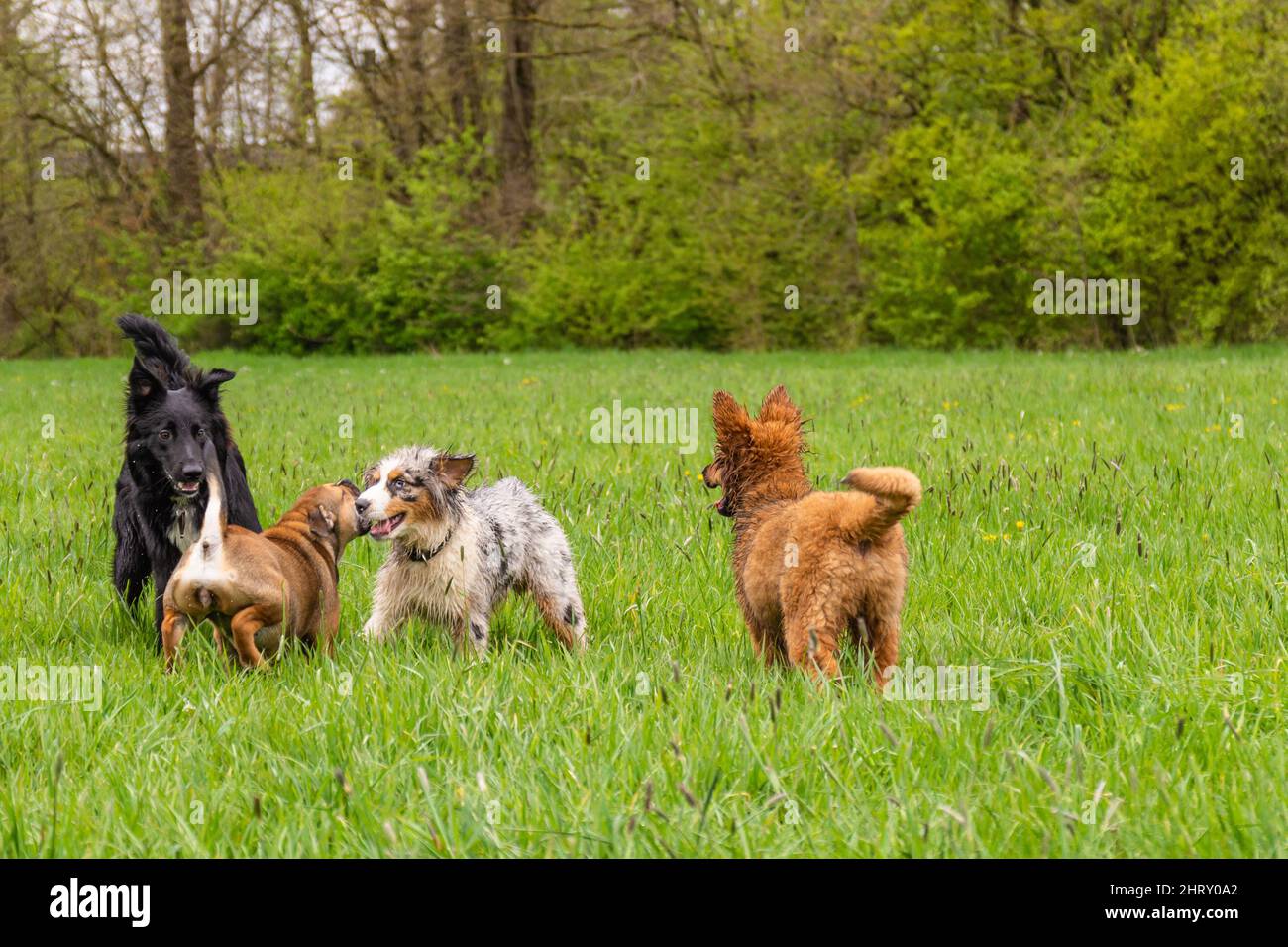 Group of funny doggies playing in the open air Stock Photo - Alamy