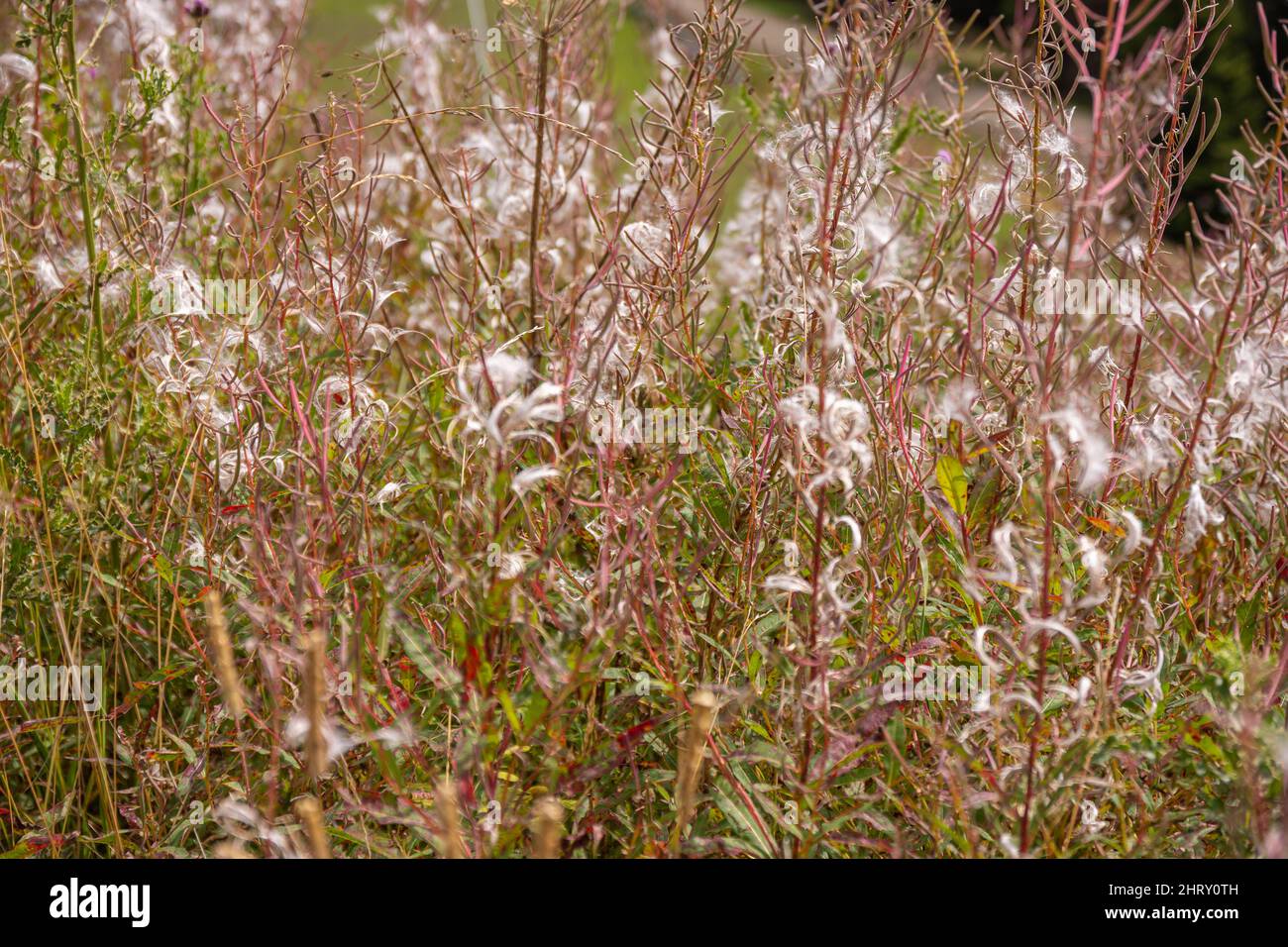 Photo of plants in South Tyrol, a province in northern Italy Stock ...