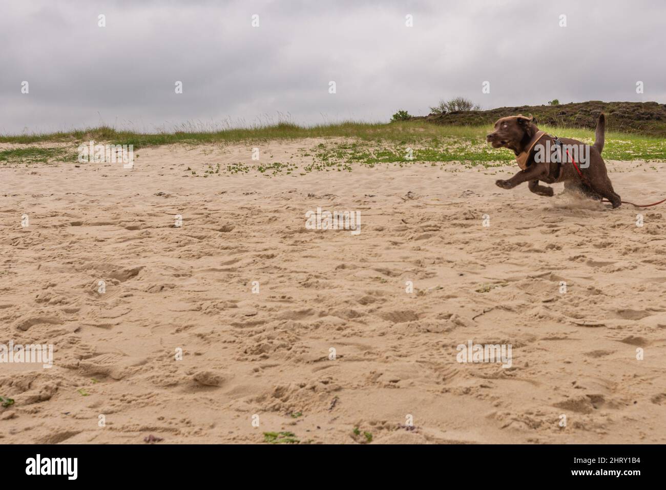 Funny brown lab running outdoors, Sylt, Germany Stock Photo - Alamy