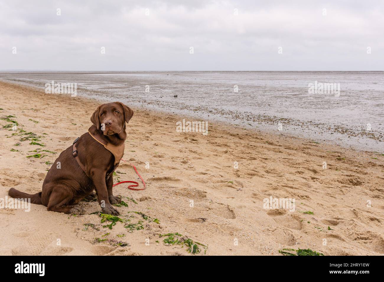 Adorable brown lab posing on the beach in the background of the sea ...