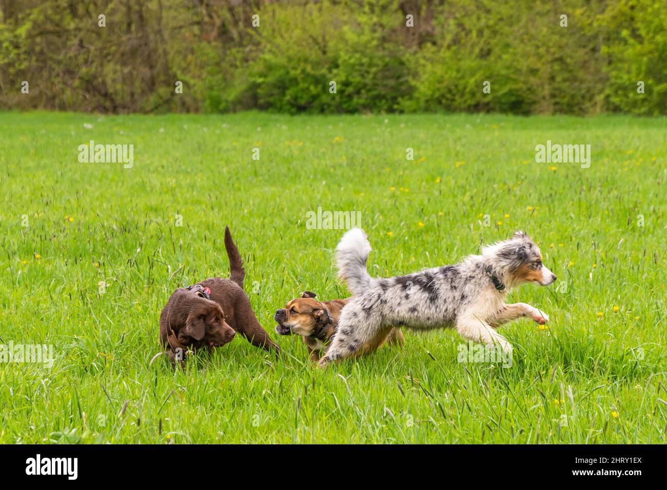 Fluffy dogs running and having fun in the meadow Stock Photo - Alamy