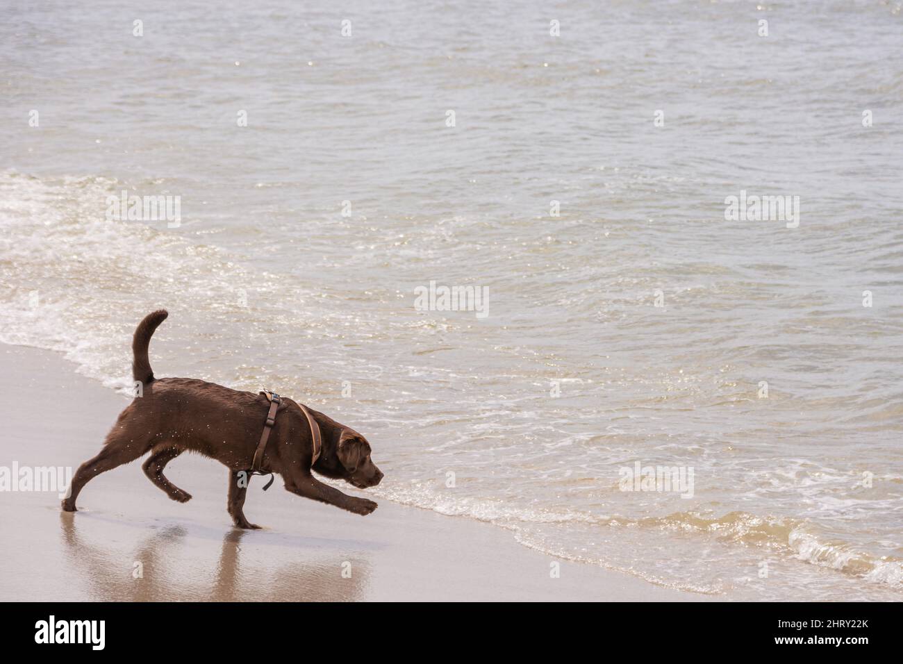 Funny brown labrador running against the splashing sea waves, Sylt ...
