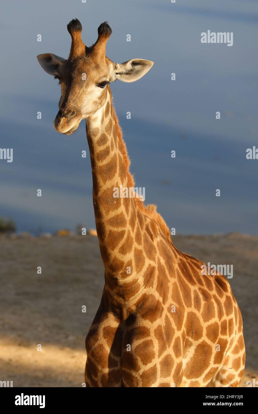 Giraffe's standing on the ground. High quality Stock Photo - Alamy