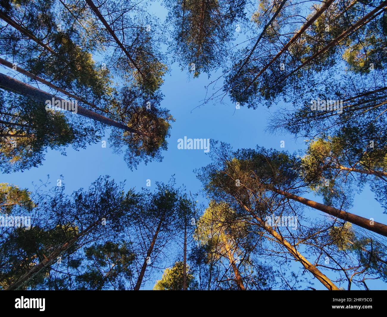 Low angle of trees with clear sky background Stock Photo - Alamy