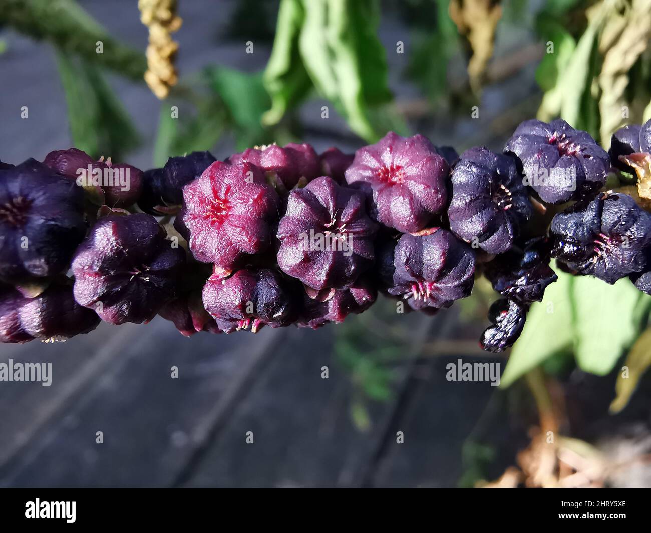 Phytolacca octandra (Inkweed) purple-black berries Stock Photo - Alamy