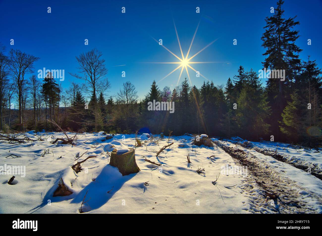 Cut tree stumps in the forest with dense growing fir trees on a cold ...