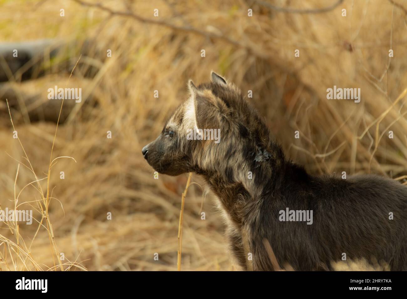 Closeup of a baby hyena from behind, standing on the field covered with ...