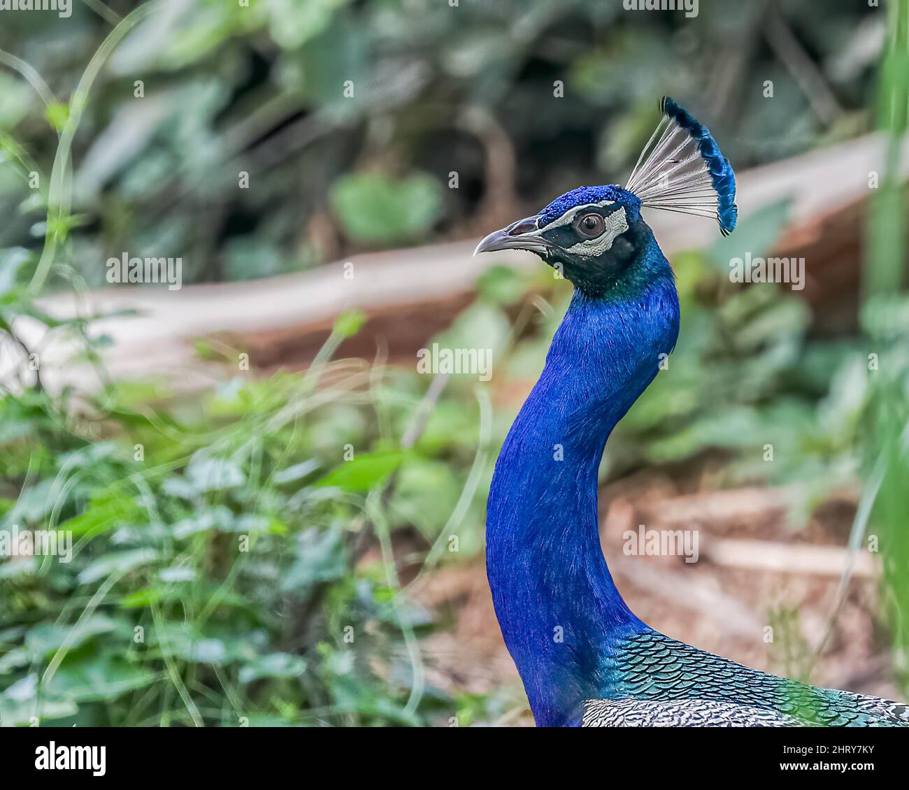 Closeup of a peacock profile with the blurred background of leaves ...
