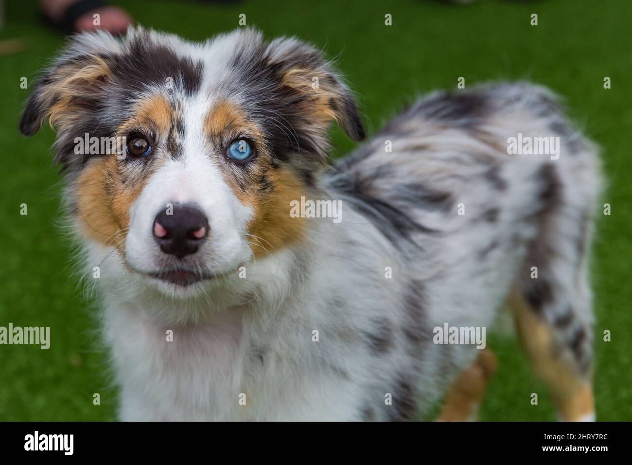 What Does Wall Eyed On A Dog Mean