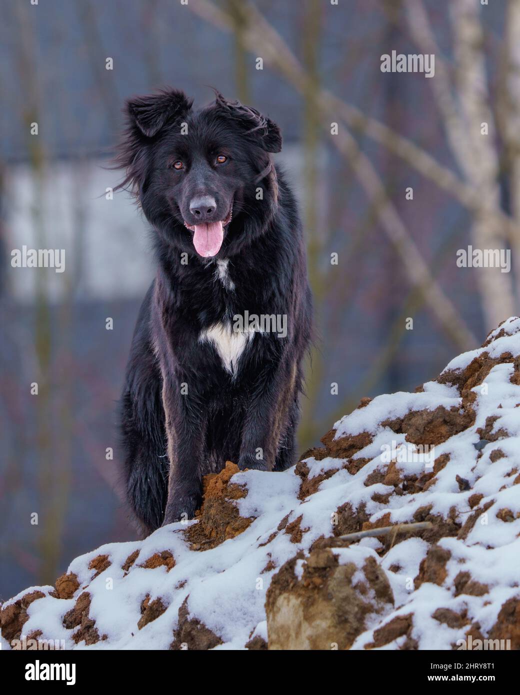 Vertical shot of a Croatian Sheepdog standing on the snowy ground Stock ...