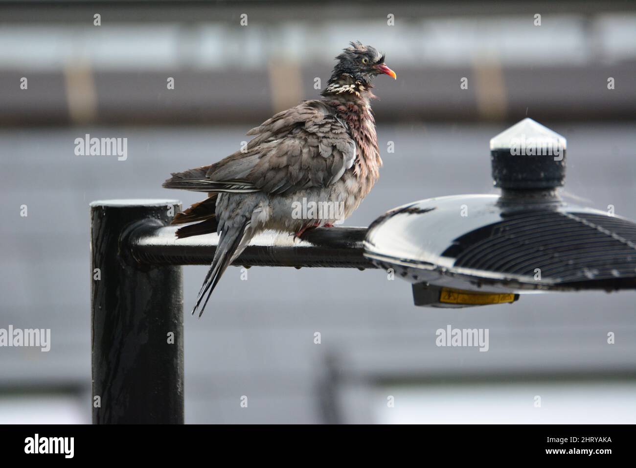 Closeup of a pigeon sitting on a metal surface Stock Photo - Alamy