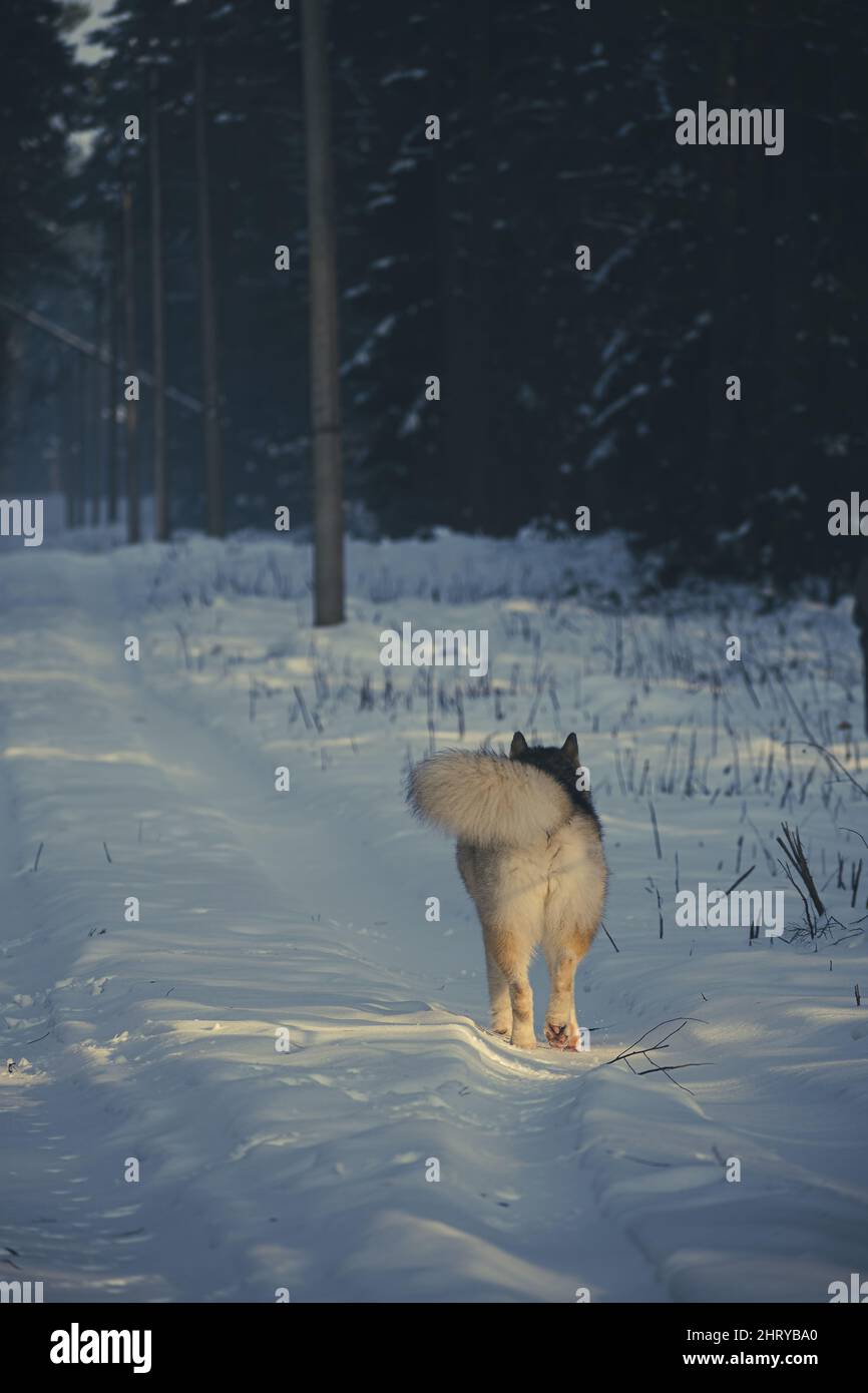 Cute Alaskan Malamute female dog walking by herself in the woods of ...