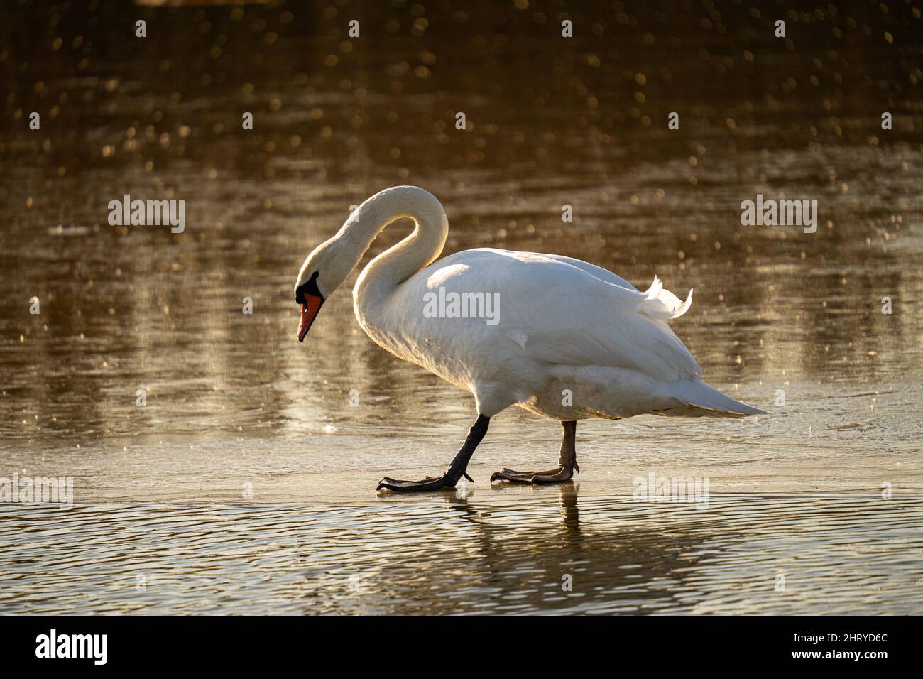 Closeup shot of a Tundra swan walking near the lake Stock Photo - Alamy