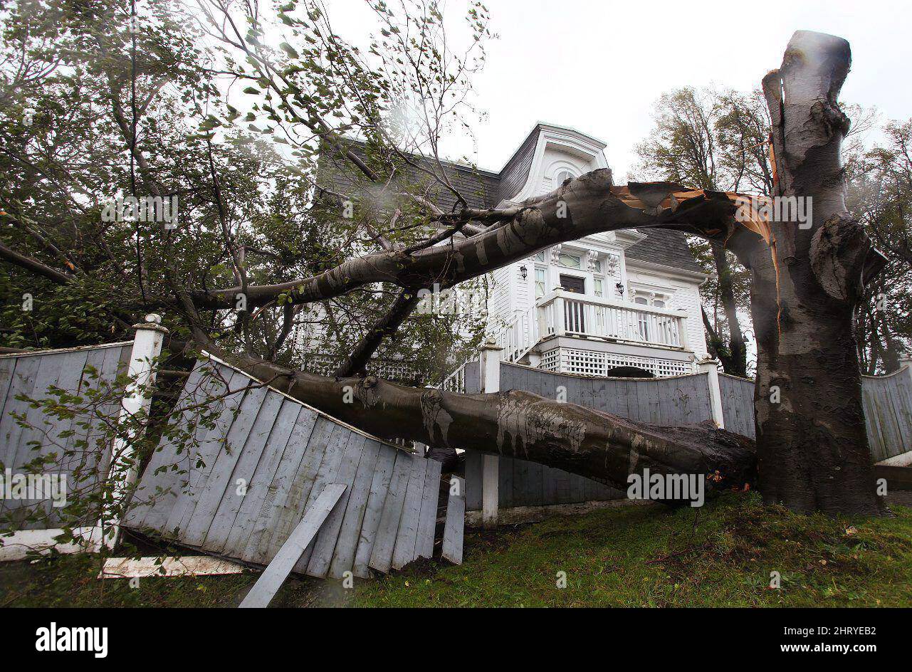 High winds from hurricane Igor topples trees in St. John's, Nfld ...
