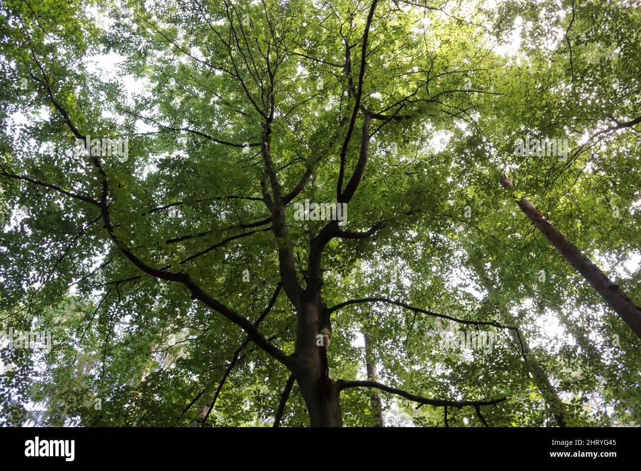 Low angle shot of trees under the sunlight in the Spessart Forest in ...