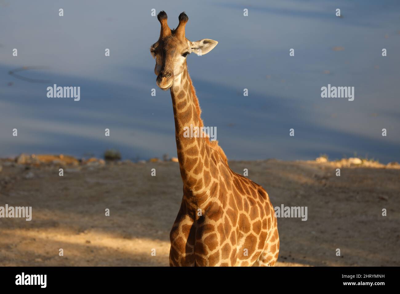 Giraffe's standing on the ground. High quality Stock Photo - Alamy