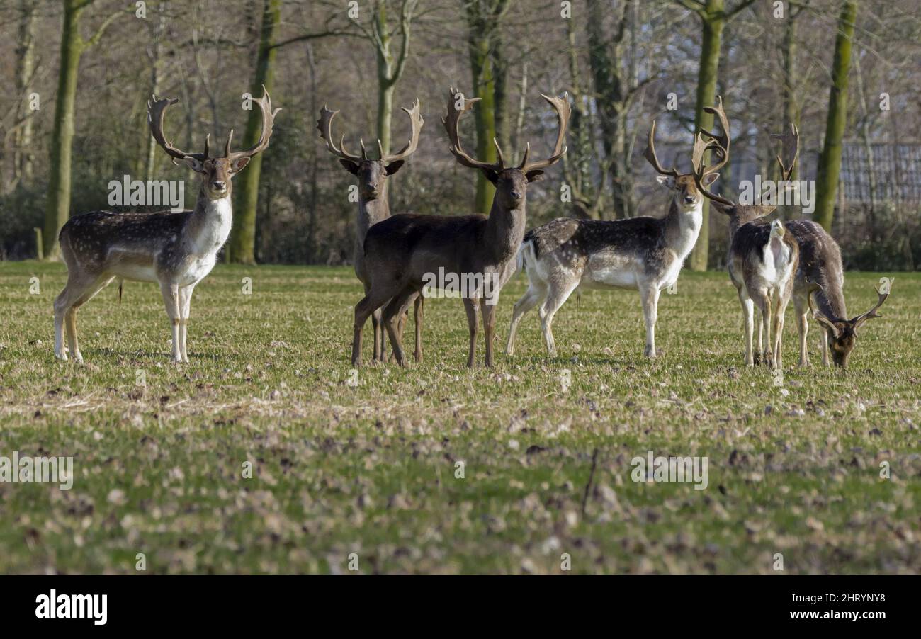 Group of deer in the forest during the daytime Stock Photo - Alamy